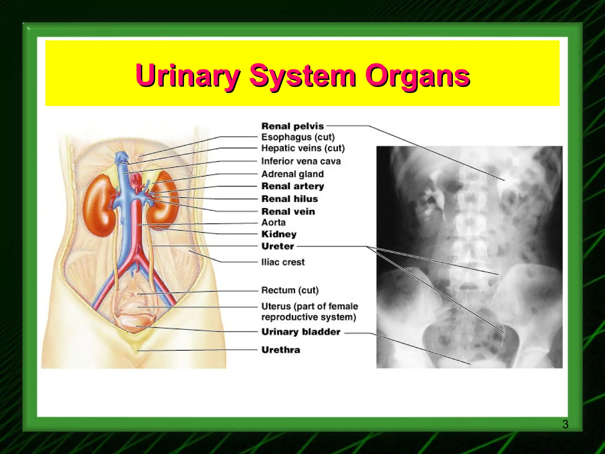 1-Renal Physiology 1 (Renal Functions & Basic Concepts).ppt