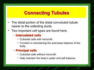 1-Renal Physiology 1 (Renal Functions & Basic Concepts).ppt