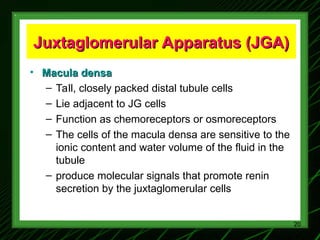 1-Renal Physiology 1 (Renal Functions & Basic Concepts).ppt