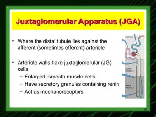 1-Renal Physiology 1 (Renal Functions & Basic Concepts).ppt