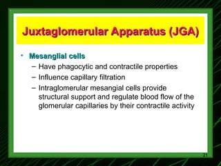 1-Renal Physiology 1 (Renal Functions & Basic Concepts).ppt
