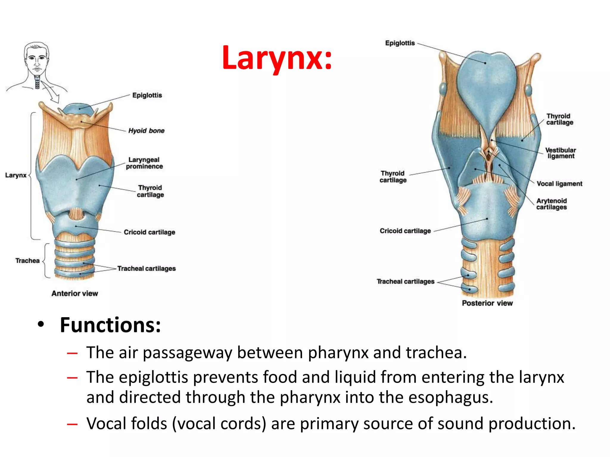 1 respiratory system | PPTX