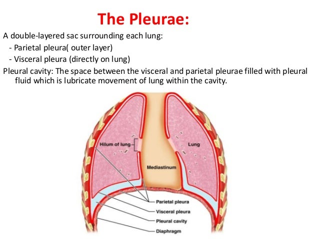 1 respiratory system