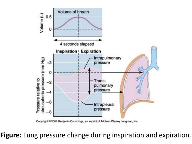1 respiratory system