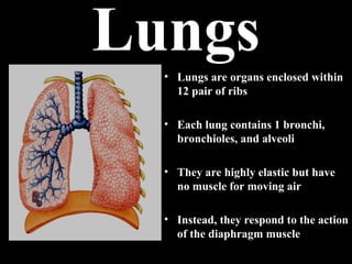 1 - Respiratory System regents powerpoint | PPT