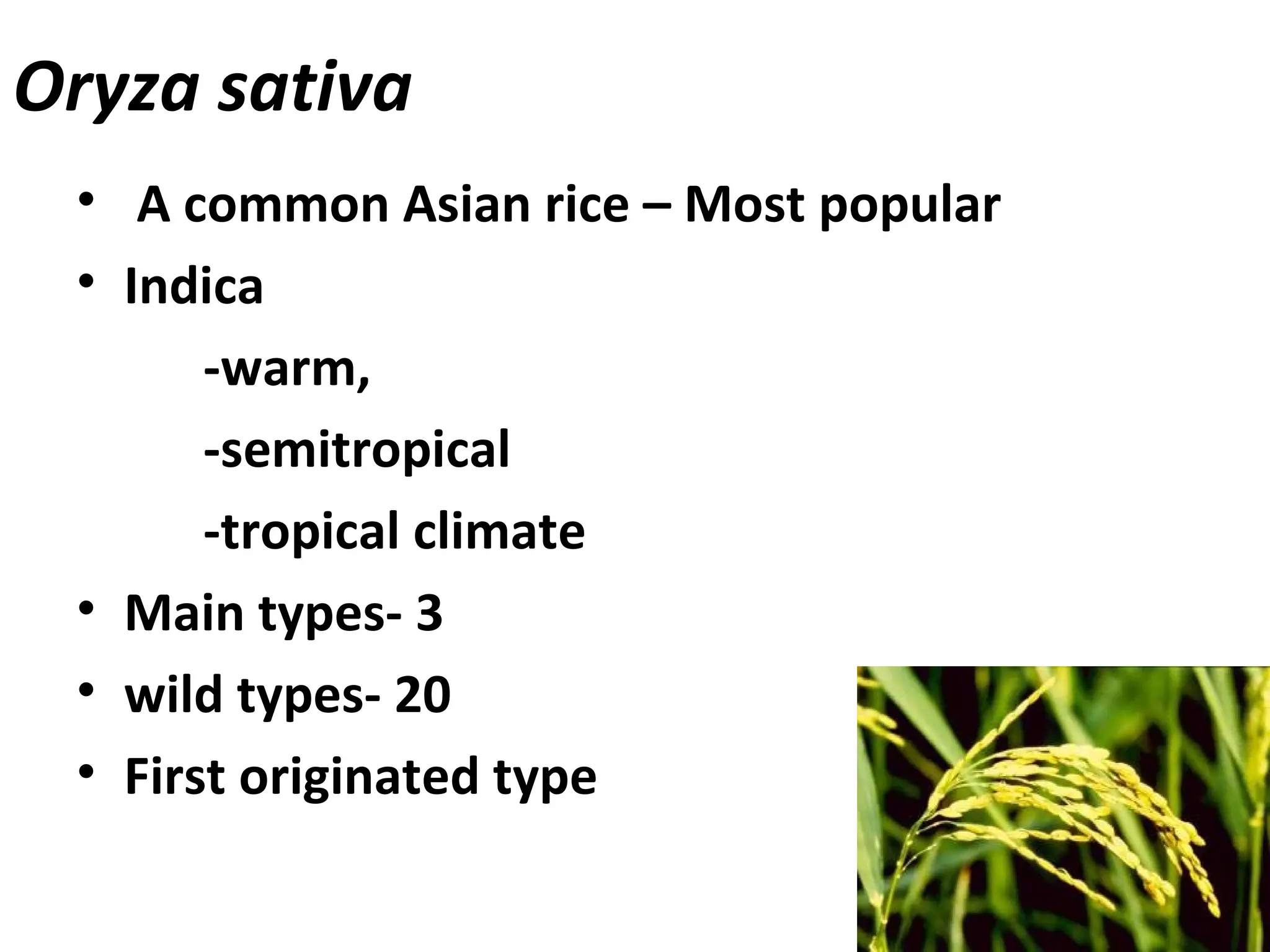 1 Origin of Rice in the world | PPT