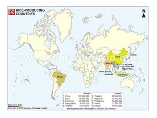 1 Origin of Rice in the world | PPT