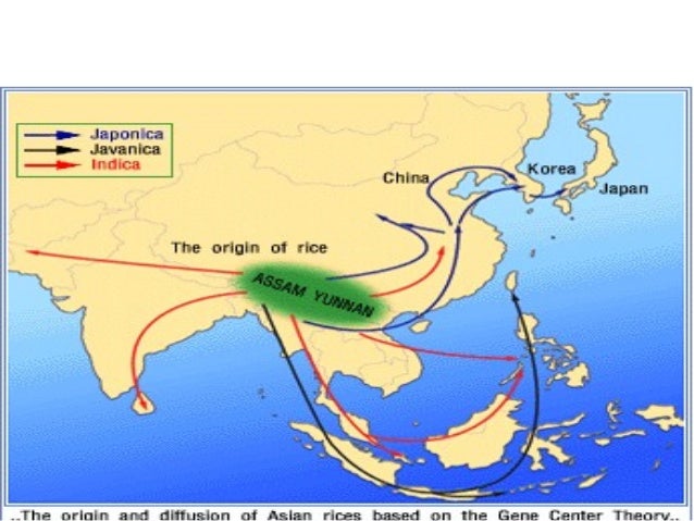 1 Origin of Rice in the world
