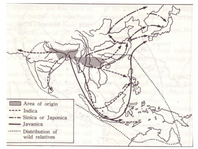 1 Origin of Rice in the world