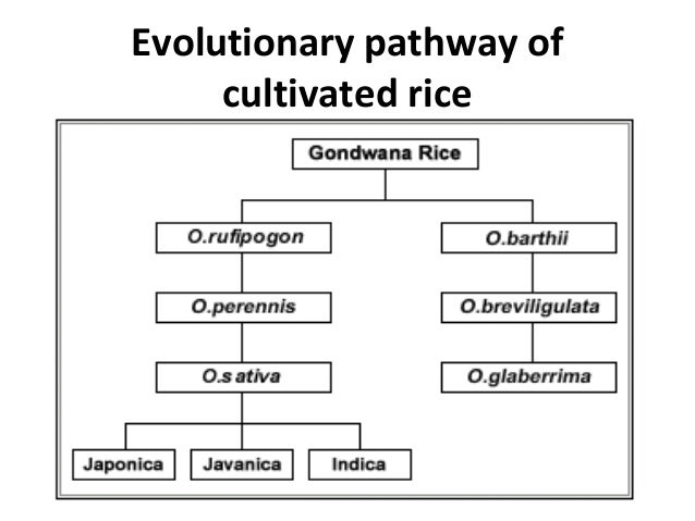 1 Origin of Rice in the world