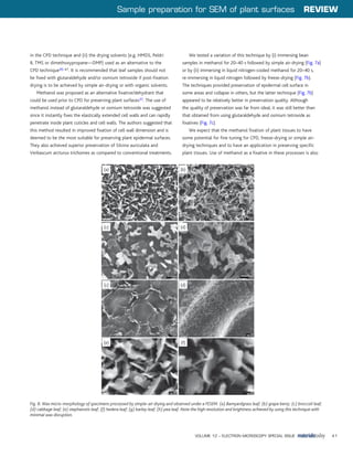 sample preparation of sem for plant smaples | PDF