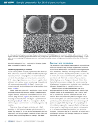 sample preparation of sem for plant smaples | PDF