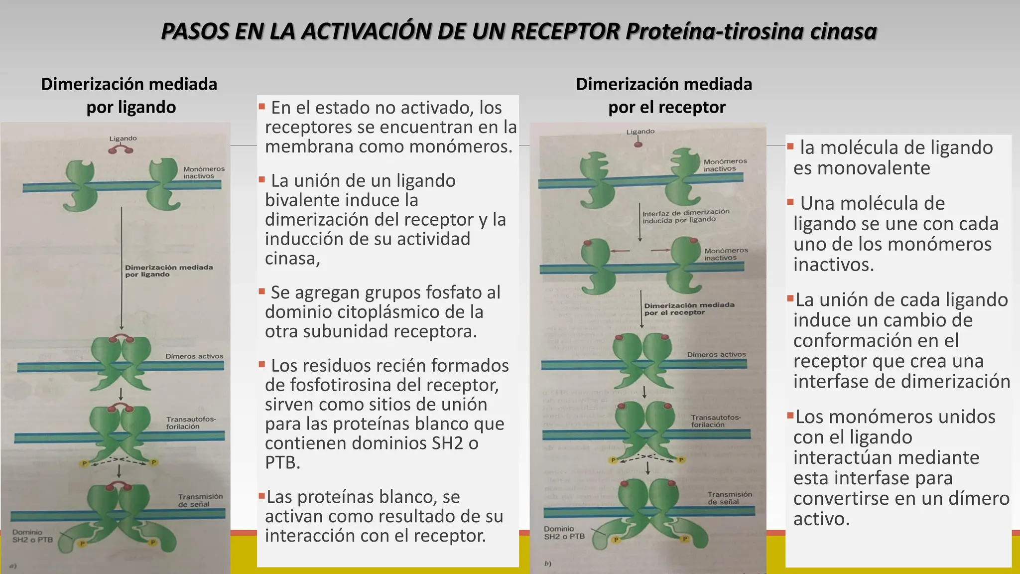 1 - Señalización celular. (1).pdf