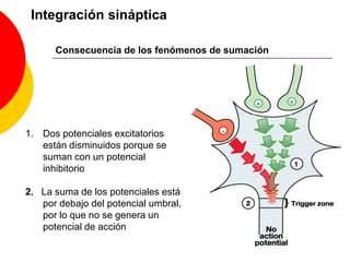 1. Sinapsis | PPTX