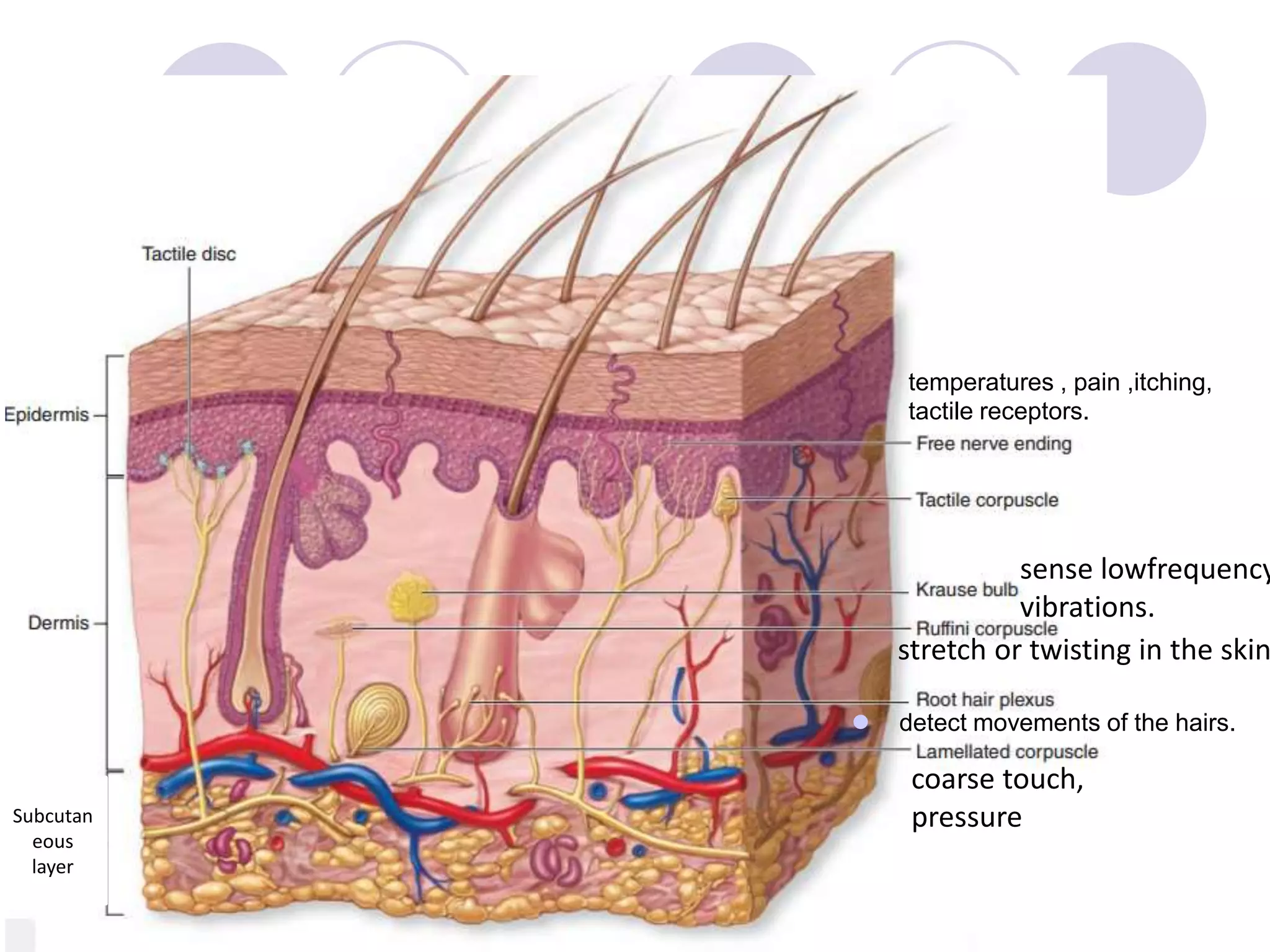 skin | PPTX