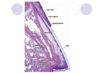 Hyponychium Histology