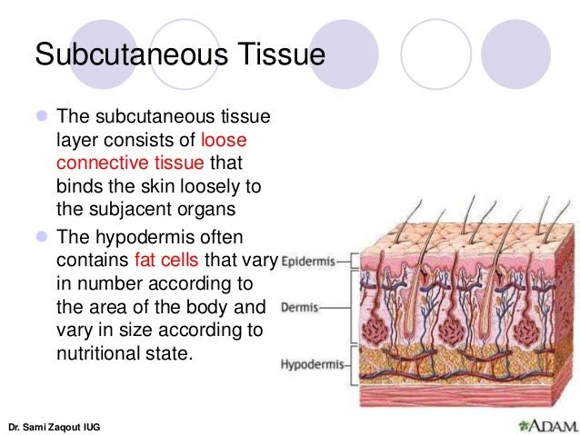 Subcutaneous Layer