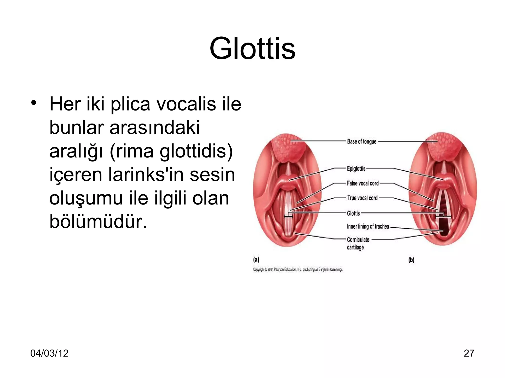 solunum sistemi fizyoanatomisi (fazlası için www.tipfakultesi.org ) | PPT