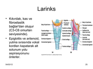 solunum sistemi fizyoanatomisi (fazlası için www.tipfakultesi.org ) | PPT