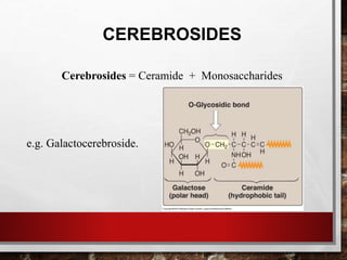 1-Sphingolipids and Myelin structure.ppt
