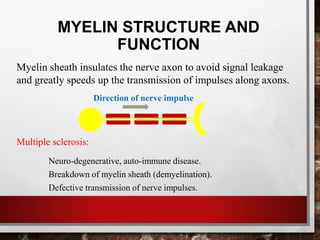 1-Sphingolipids and Myelin structure.ppt