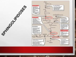 1-Sphingolipids and Myelin structure.ppt