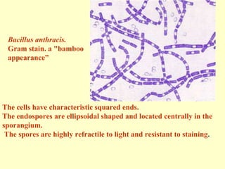 1 spore-forming gram-positive bacilli 2014 | PPTX