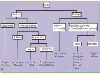 1 spore-forming gram-positive bacilli 2014 | PPTX