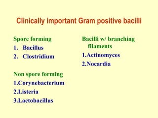 1 spore-forming gram-positive bacilli 2014 | PPTX