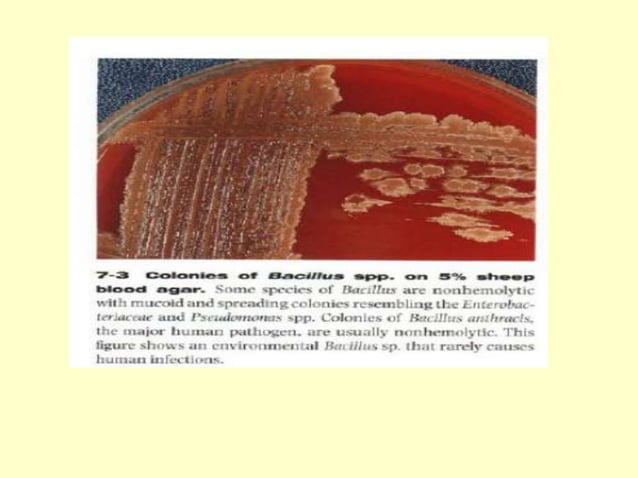 1 spore-forming gram-positive bacilli 2014 | PPTX | Infectious Diseases ...
