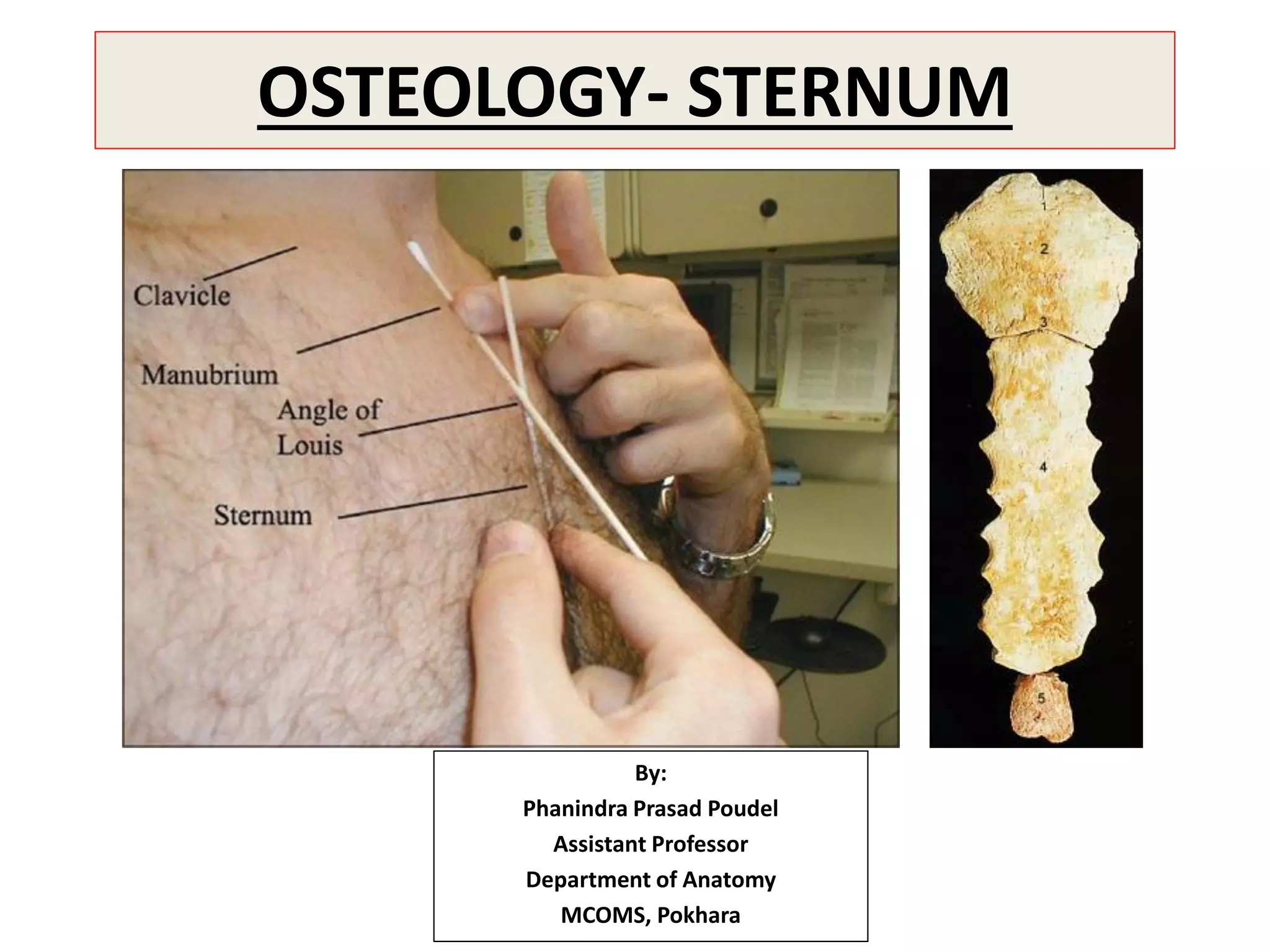 1-Sternum-Osteology- 1 & 2.pdf