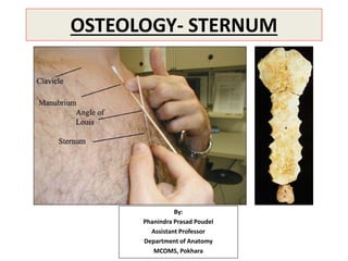 1-Sternum-Osteology- 1 & 2.pdf