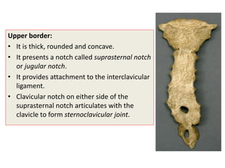 1-Sternum-Osteology- 1 & 2.pdf