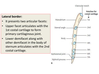 1-Sternum-Osteology- 1 & 2.pdf