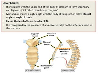 1-Sternum-Osteology- 1 & 2.pdf