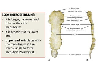 1-Sternum-Osteology- 1 & 2.pdf