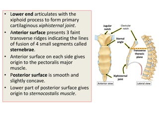 1-Sternum-Osteology- 1 & 2.pdf