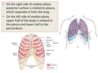 1-Sternum-Osteology- 1 & 2.pdf