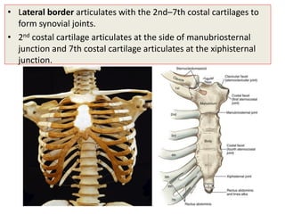1-Sternum-Osteology- 1 & 2.pdf