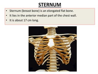 1-Sternum-Osteology- 1 & 2.pdf