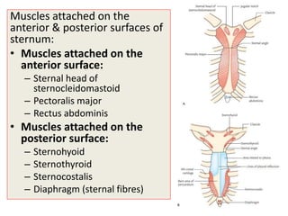 1-Sternum-Osteology- 1 & 2.pdf