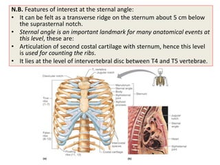 1-Sternum-Osteology- 1 & 2.pdf