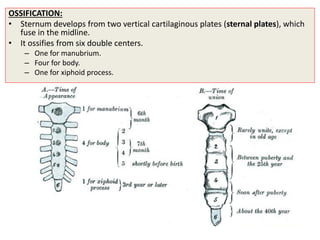 1-Sternum-Osteology- 1 & 2.pdf