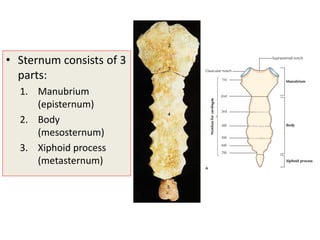 1-Sternum-Osteology- 1 & 2.pdf
