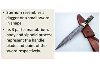 1-Sternum-Osteology- 1 & 2.pdf