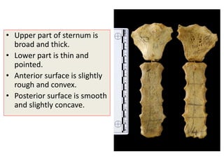 1-Sternum-Osteology- 1 & 2.pdf