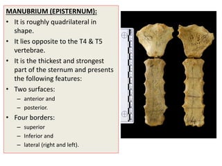 1-Sternum-Osteology- 1 & 2.pdf