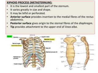 Enlarged Xiphoid Process