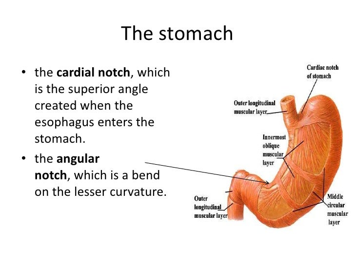1 Stomach