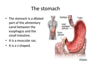 Stomach Definition